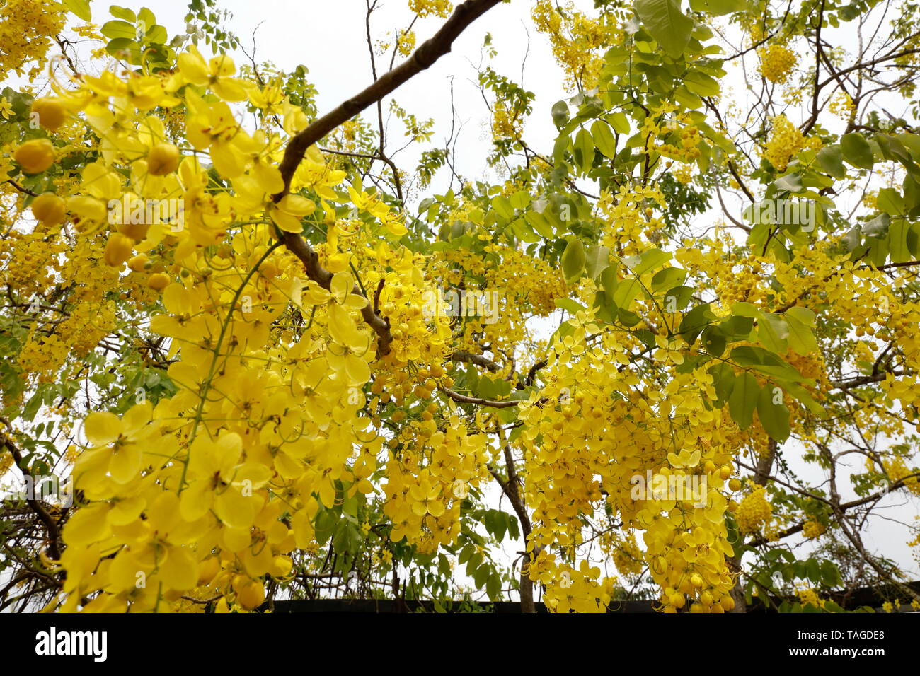golden shower tree Stock Photo - Alamy