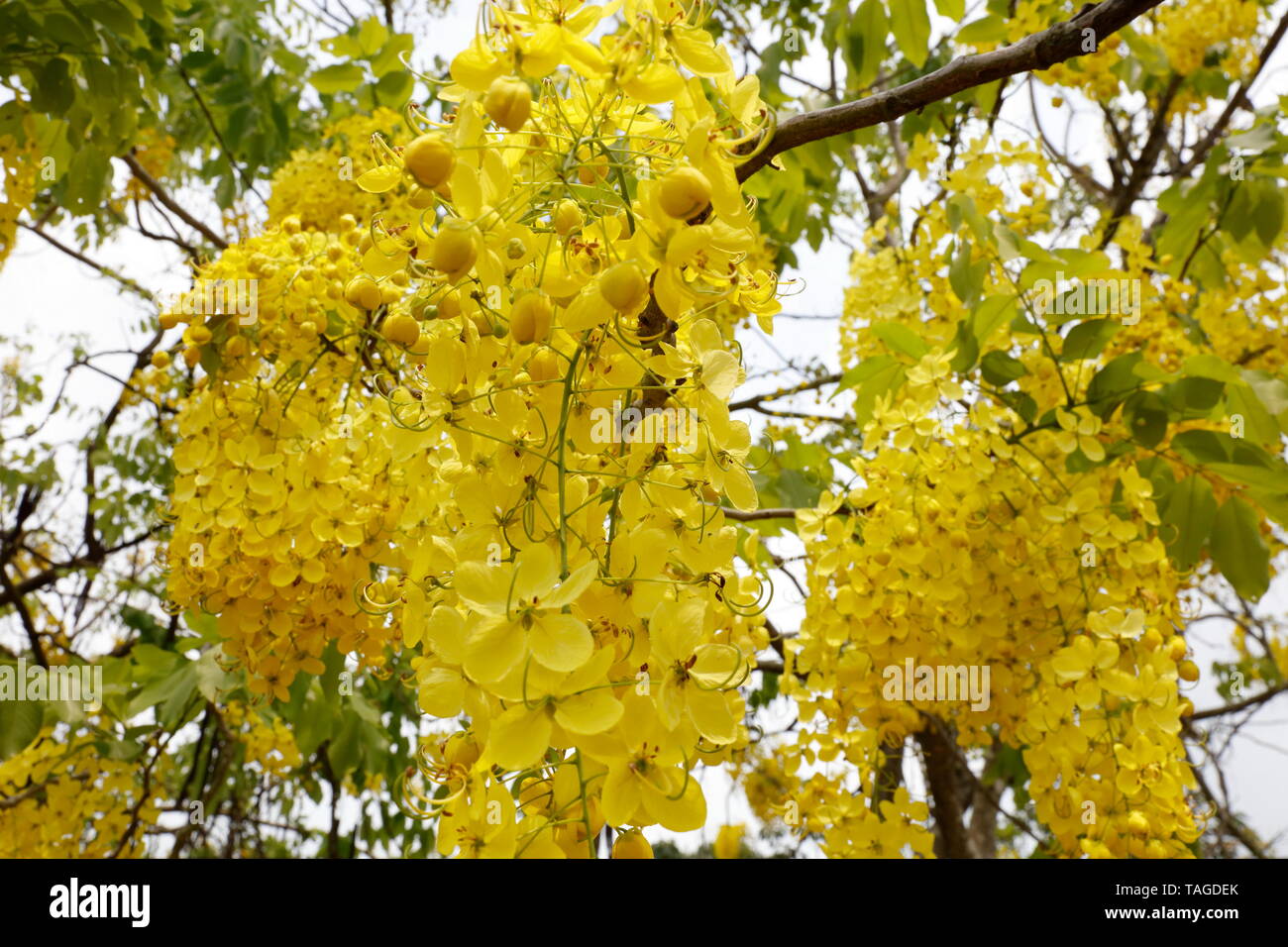 golden shower tree Stock Photo - Alamy