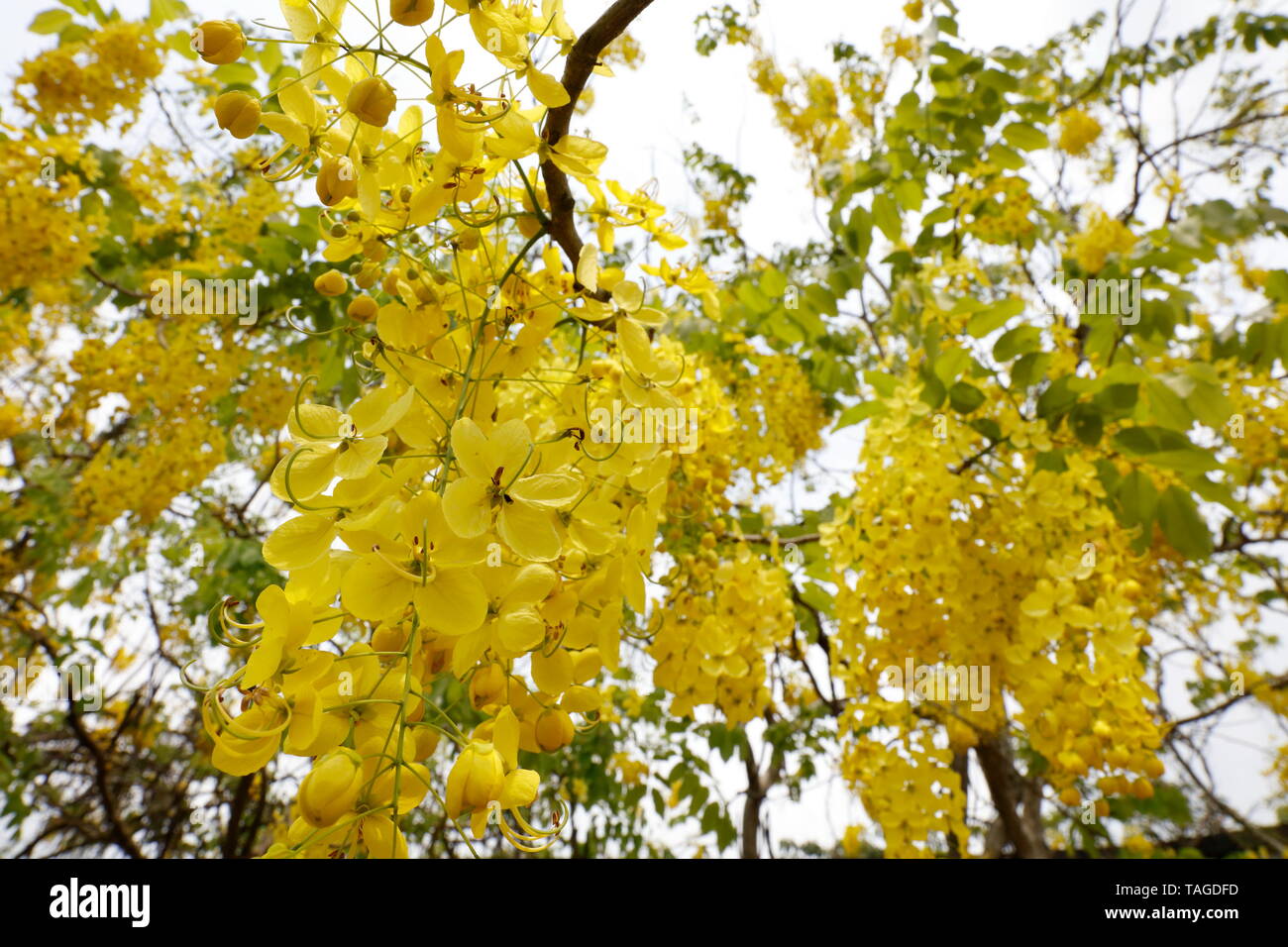 golden shower tree Stock Photo - Alamy