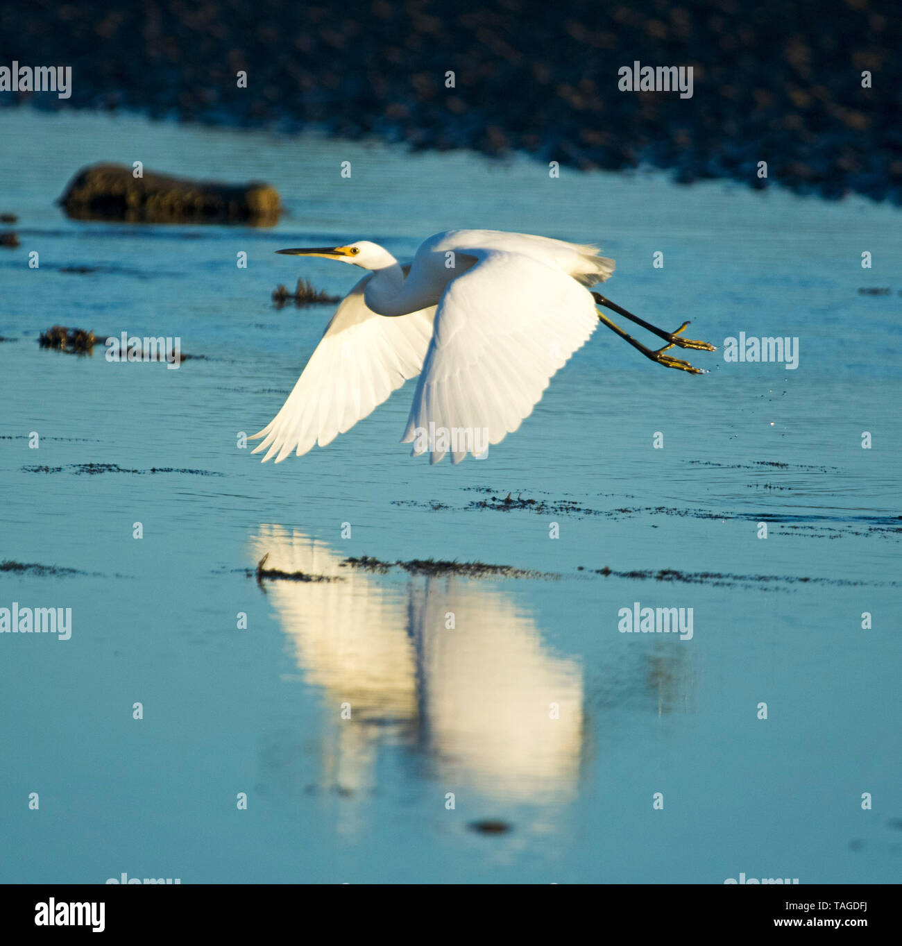 Beautiful little egret in hi-res stock photography and images - Alamy