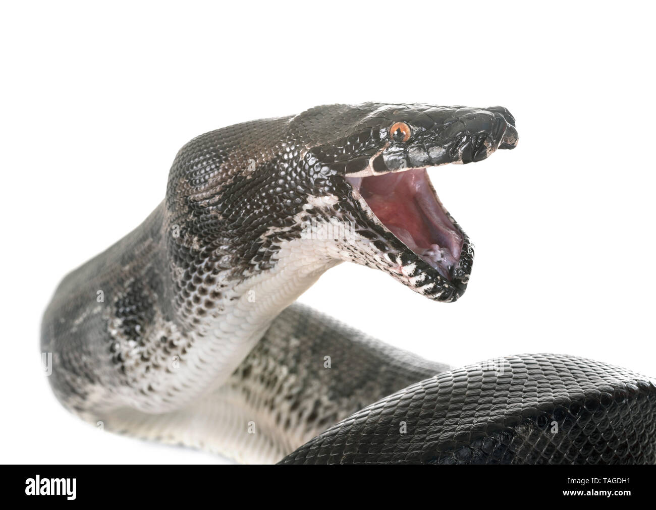 Python curtus in front of white background Stock Photo - Alamy