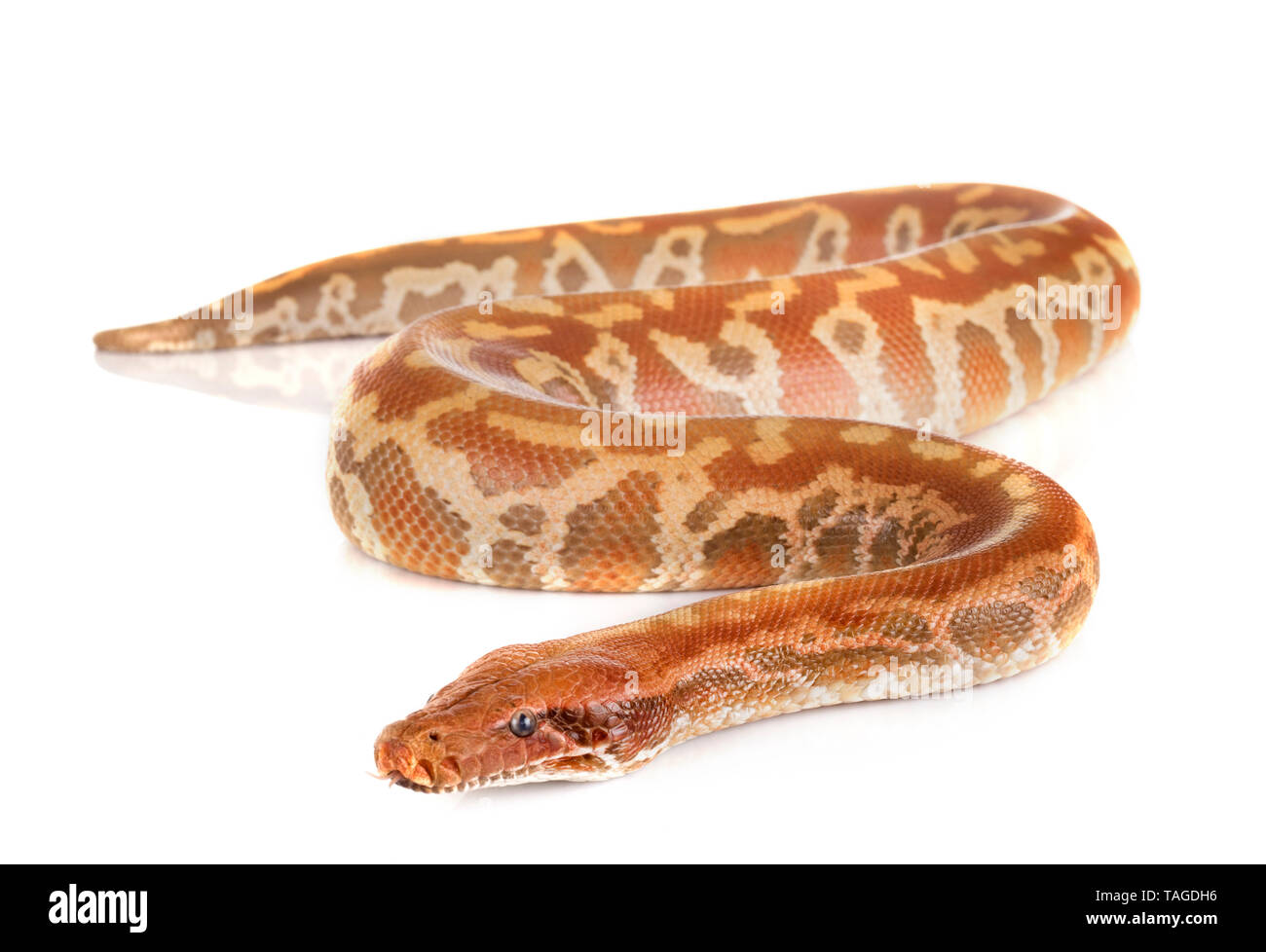 Python brongersmai in front of white background Stock Photo - Alamy