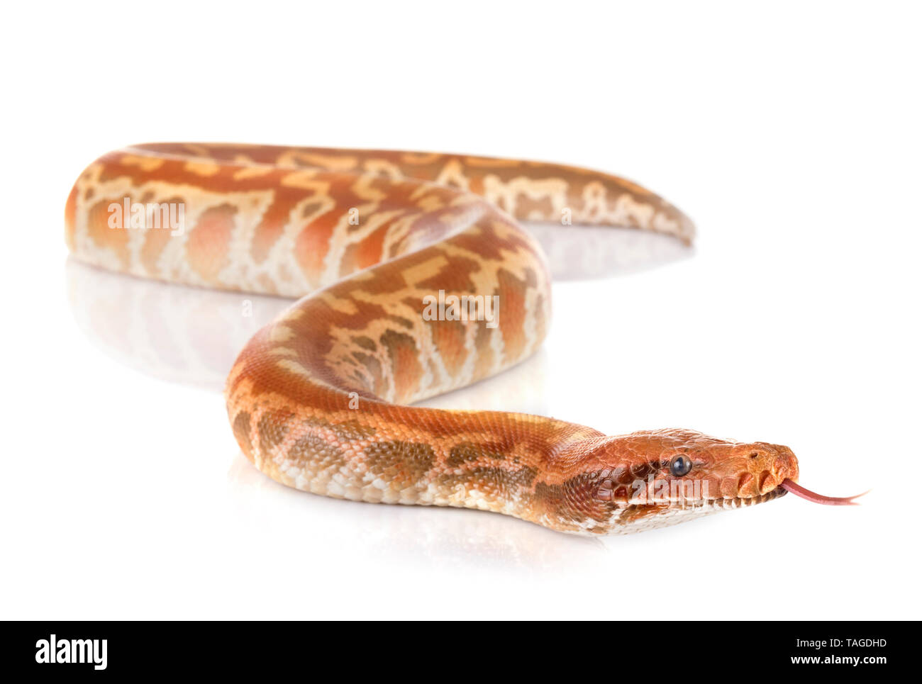 Python brongersmai in front of white background Stock Photo - Alamy