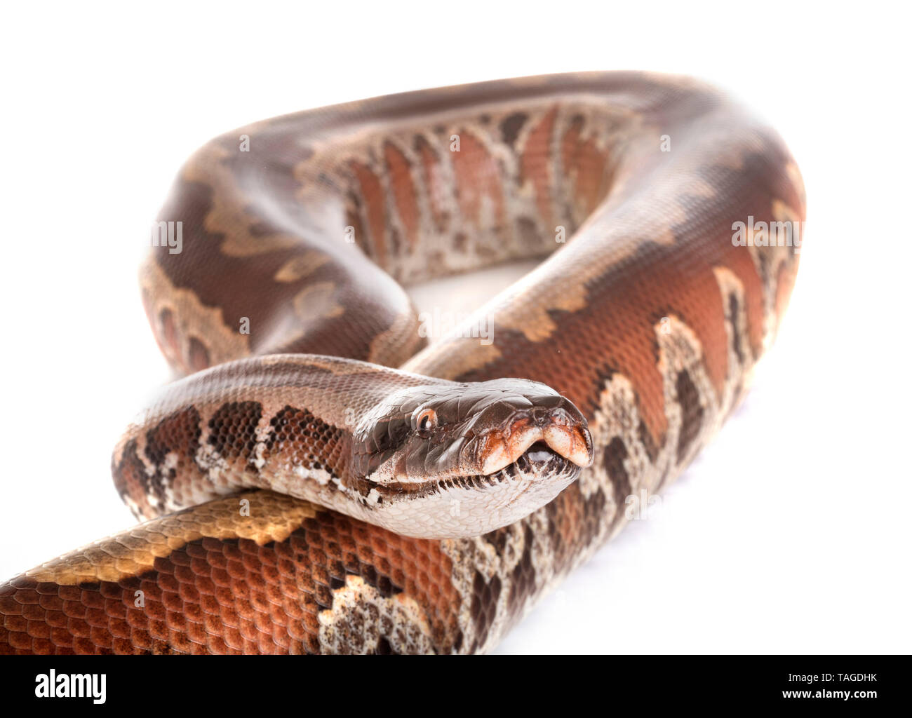 Python brongersmai in front of white background Stock Photo - Alamy