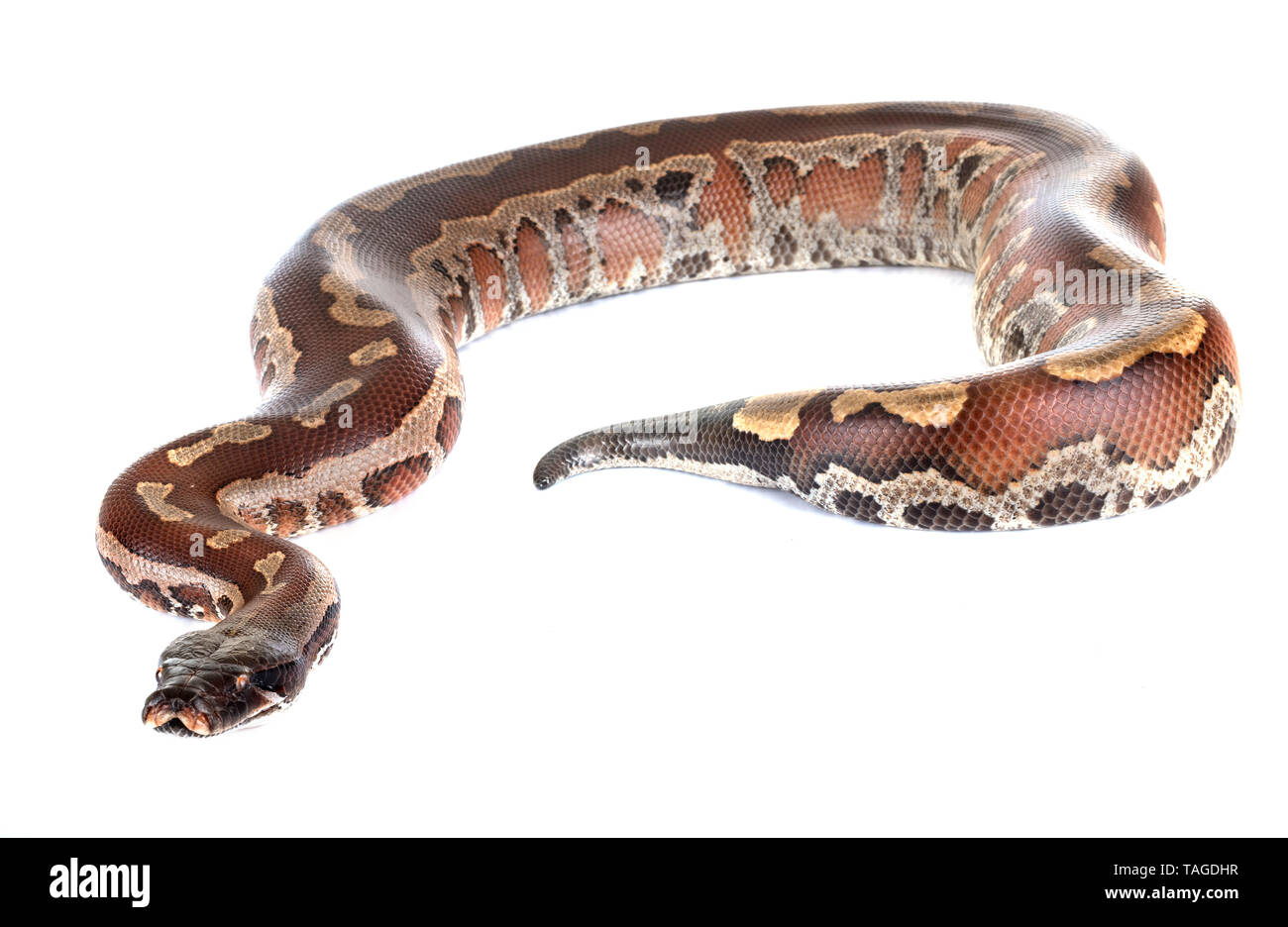 Python brongersmai in front of white background Stock Photo - Alamy