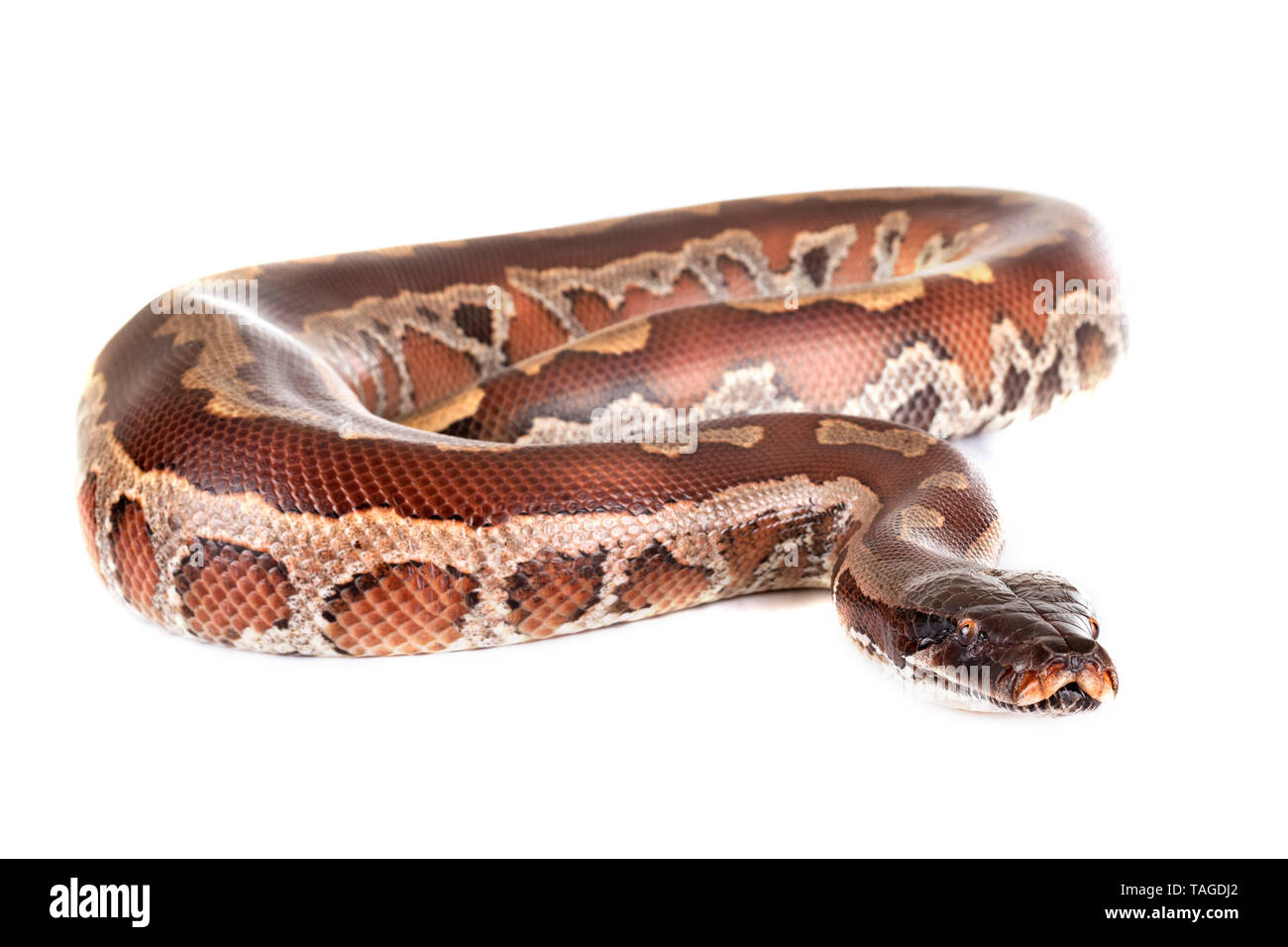Python brongersmai in front of white background Stock Photo - Alamy