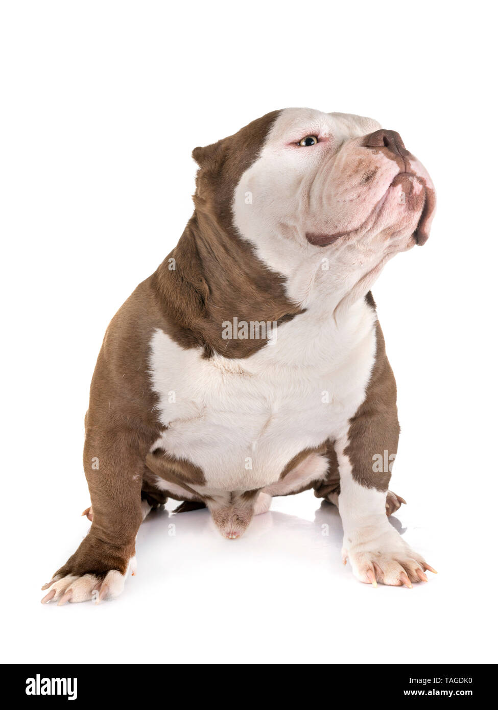 american bully in front of white background Stock Photo - Alamy