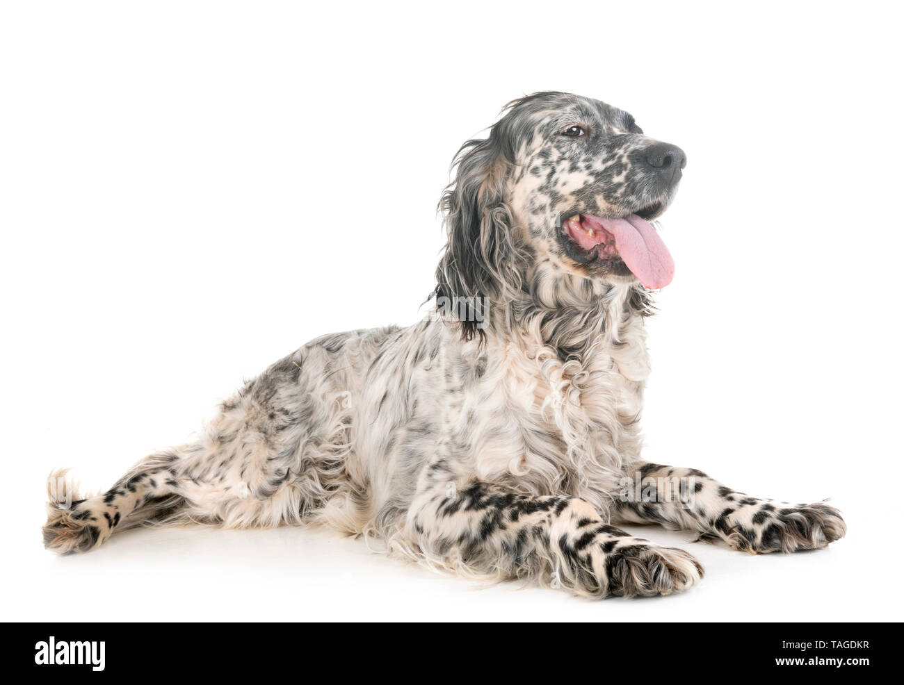 english setter in front of white background Stock Photo - Alamy