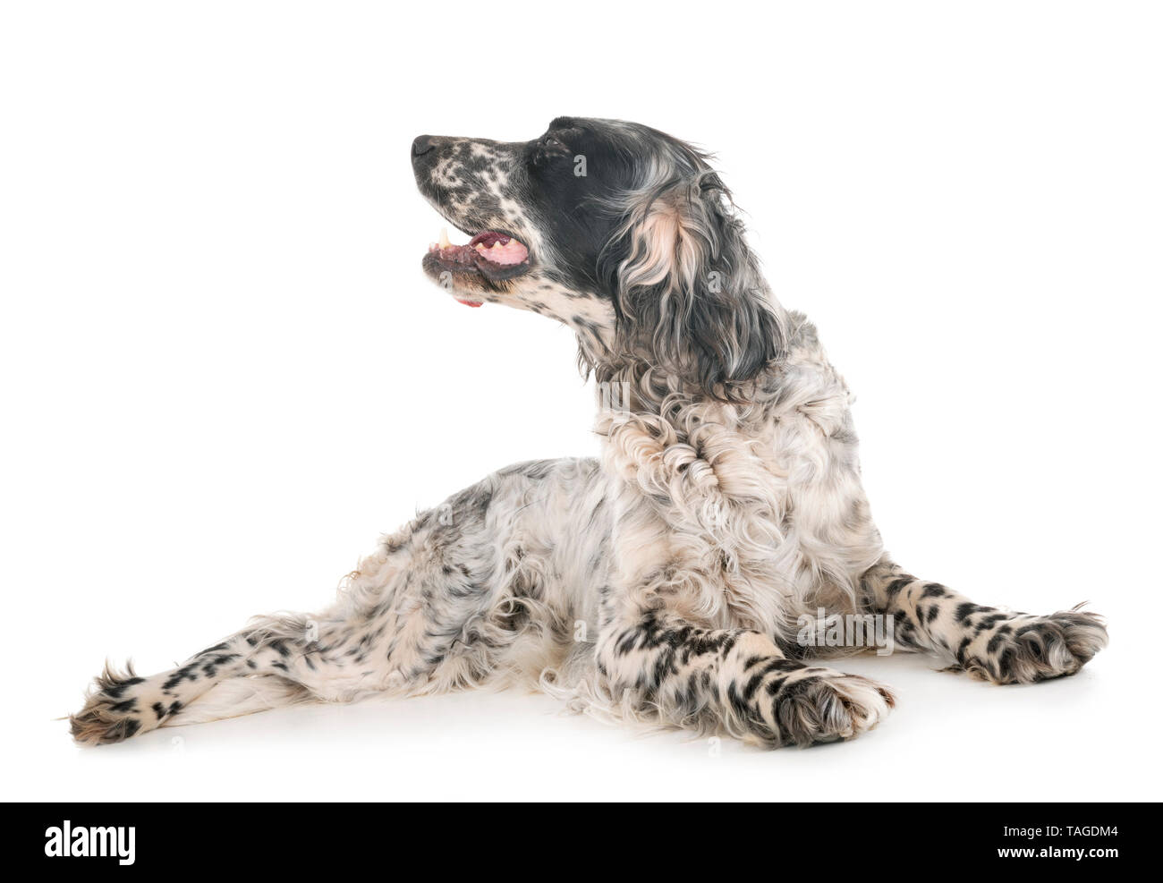 english setter in front of white background Stock Photo - Alamy