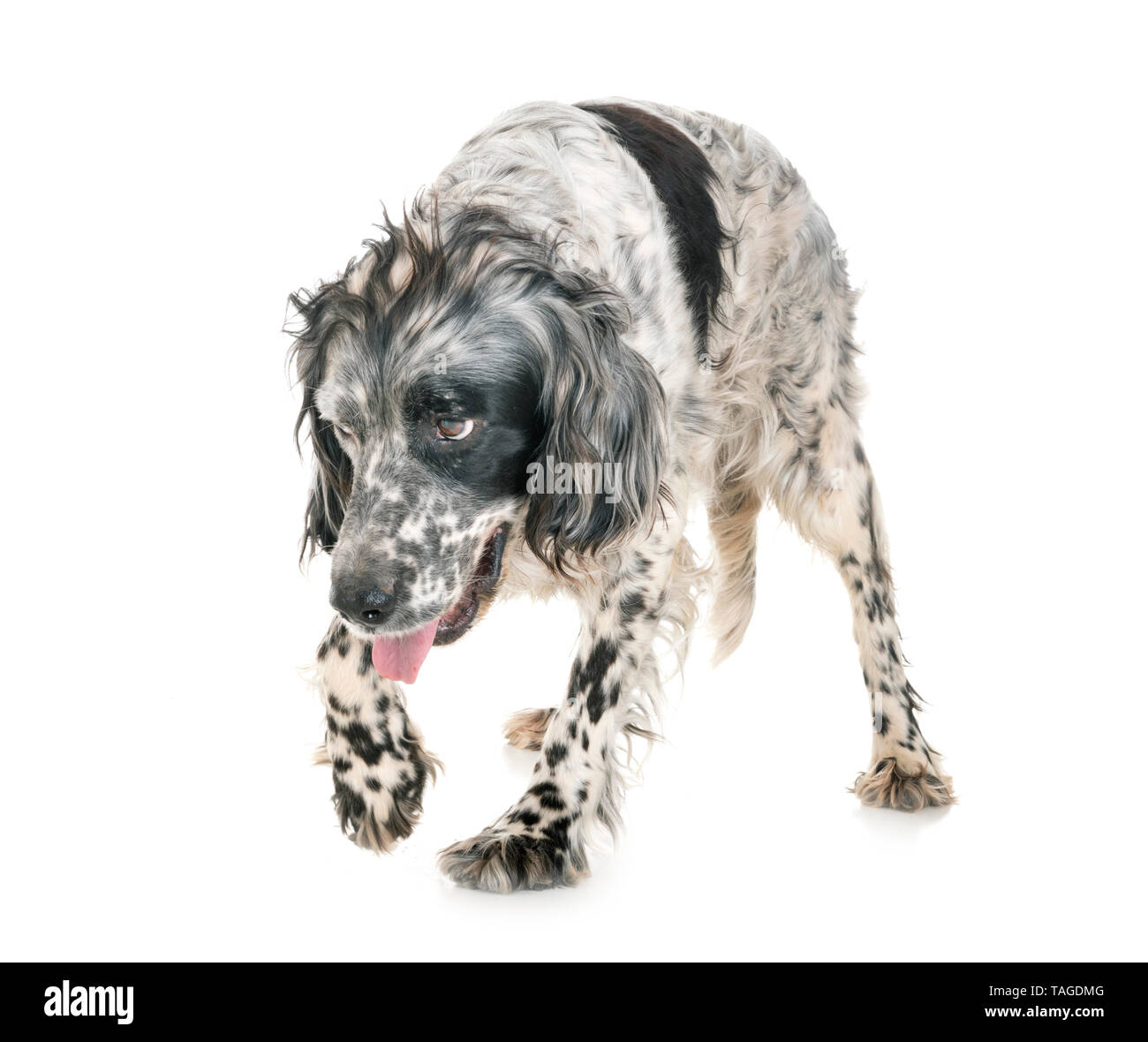 english setter in front of white background Stock Photo - Alamy