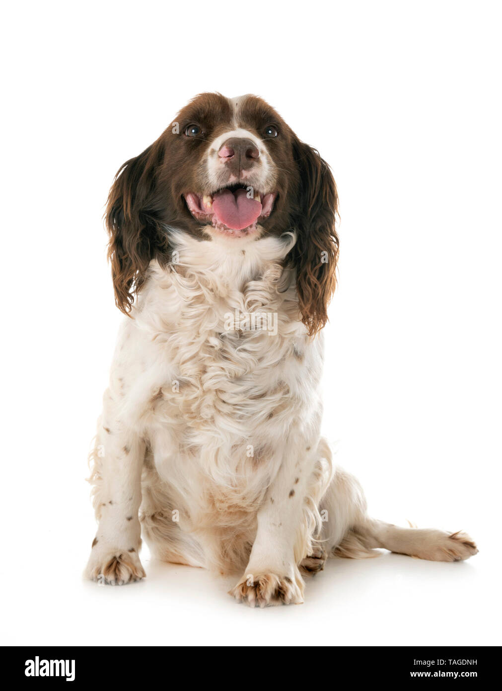 English Springer Spaniel in front of white background Stock Photo - Alamy