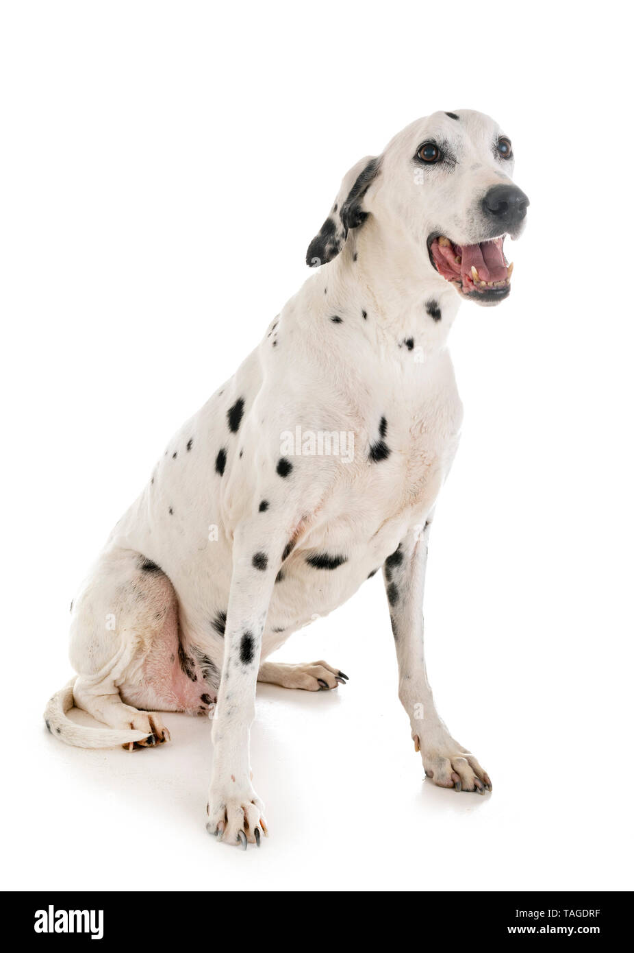 dalmatian dog in front of white background Stock Photo - Alamy