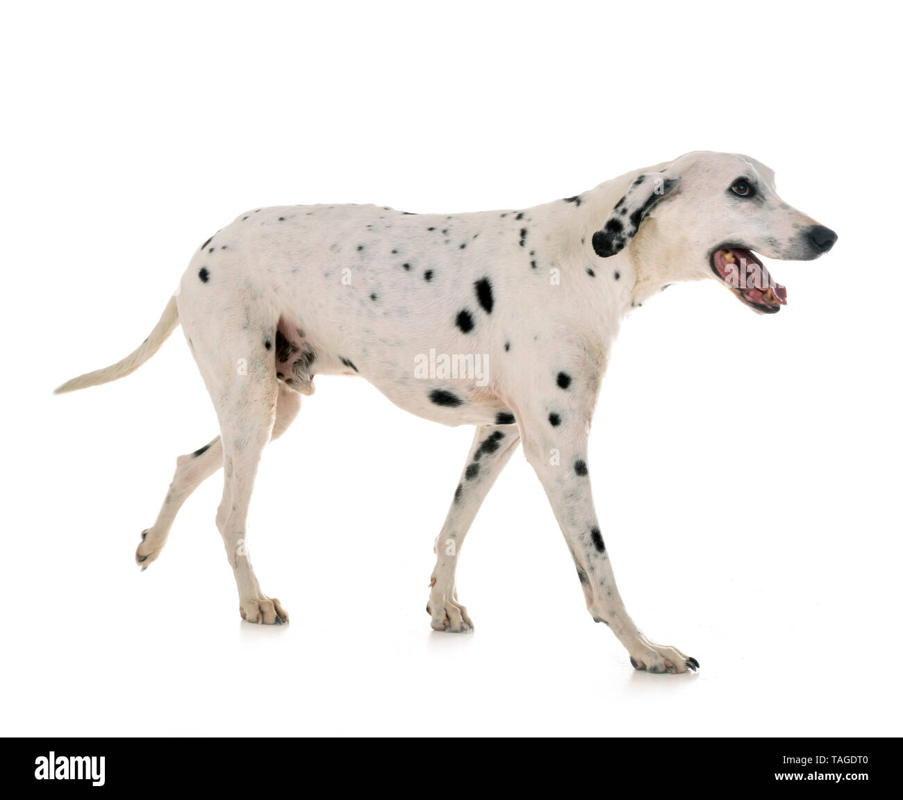 dalmatian dog in front of white background Stock Photo - Alamy