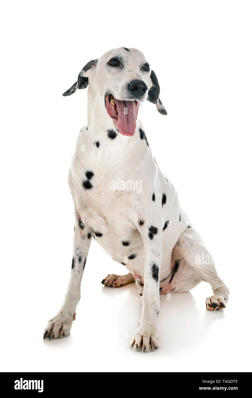 dalmatian dog in front of white background Stock Photo - Alamy