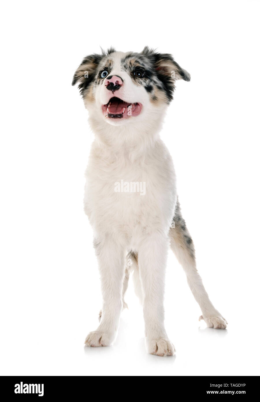 puppy border collie in front of white background Stock Photo - Alamy