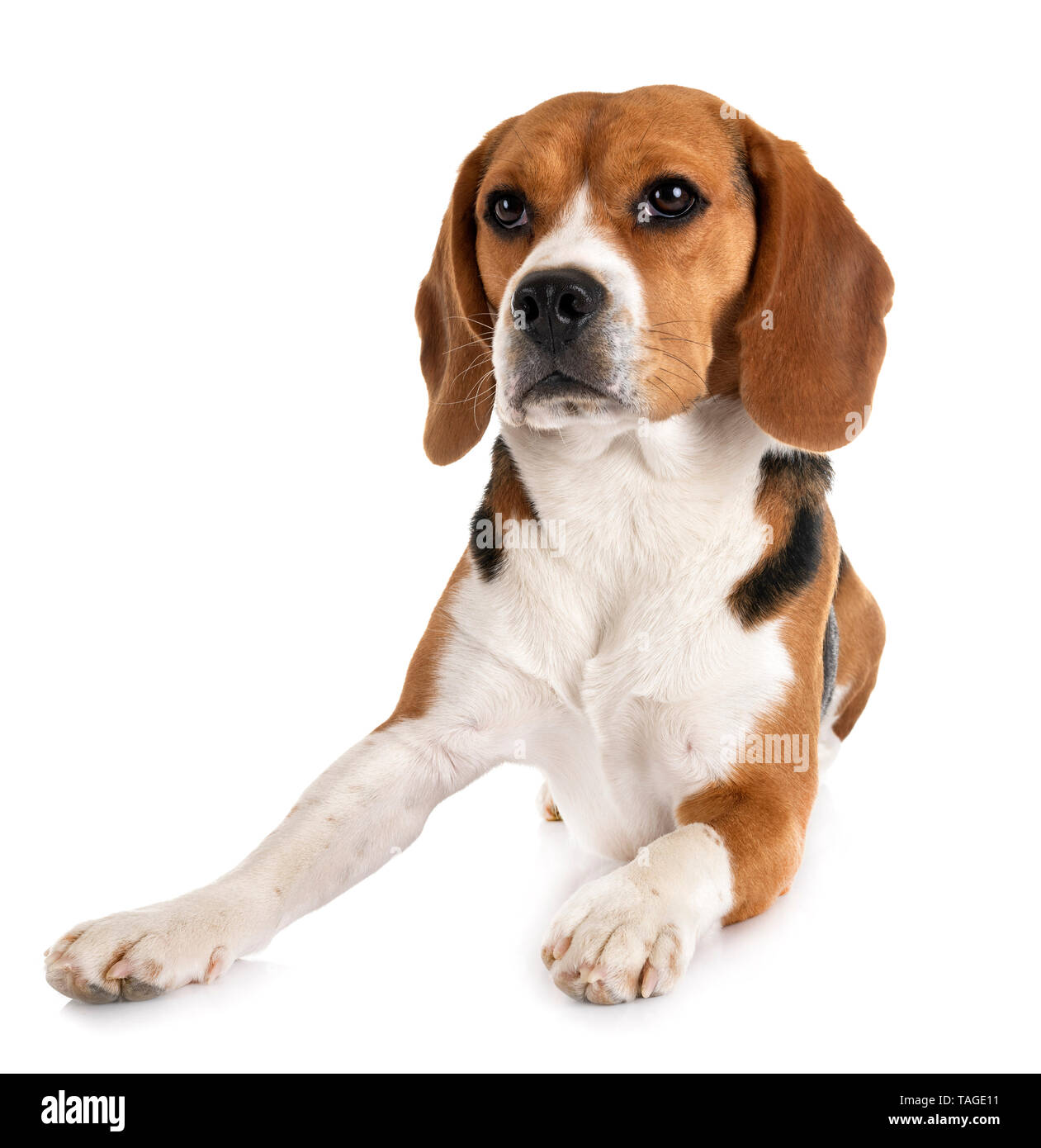 young beagle in front of white background Stock Photo - Alamy