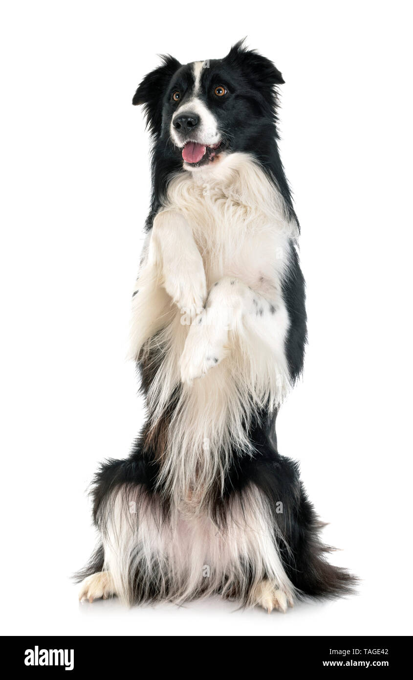 border collie in front of white background Stock Photo - Alamy