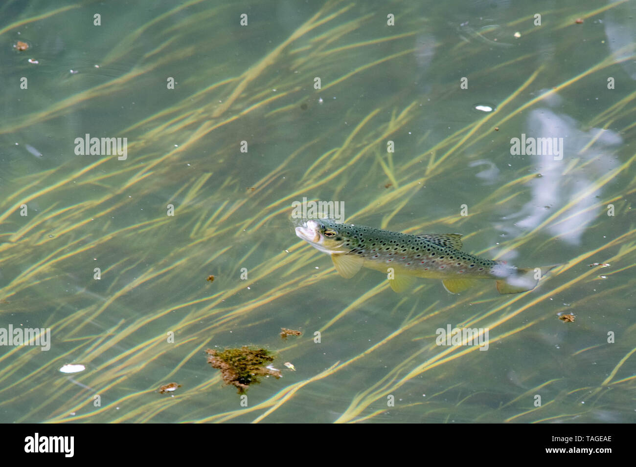 Brown trout taking flies of the surface Stock Photo - Alamy