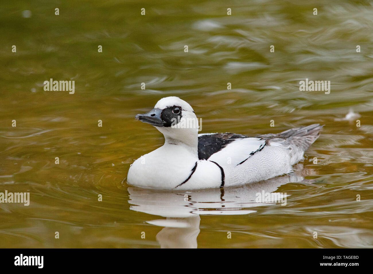 Male Smew High Resolution Stock Photography and Images - Alamy