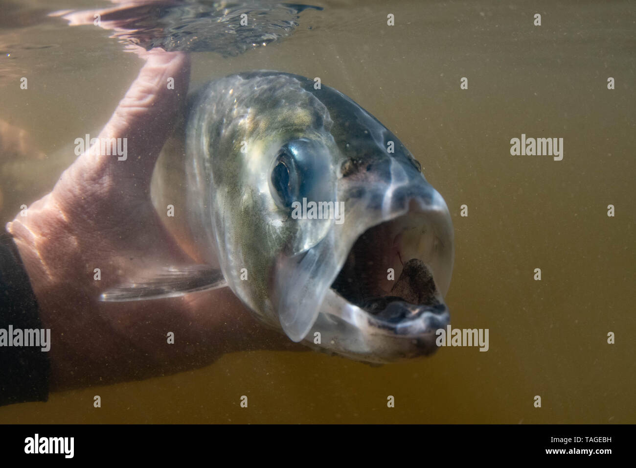 Twaite shad hi-res stock photography and images - Alamy