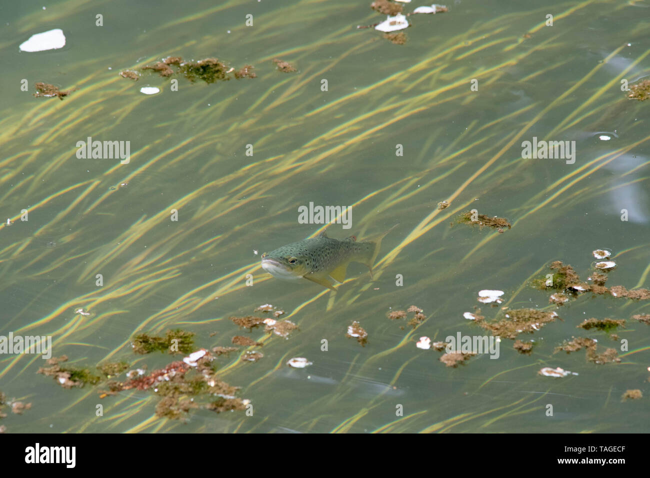 Brown trout taking flies of the surface Stock Photo - Alamy