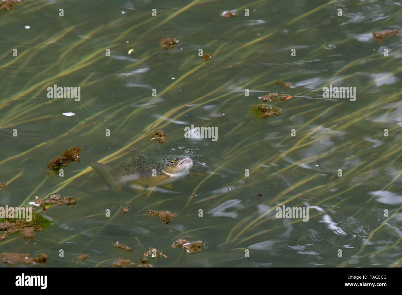 Brown trout taking flies of the surface Stock Photo - Alamy