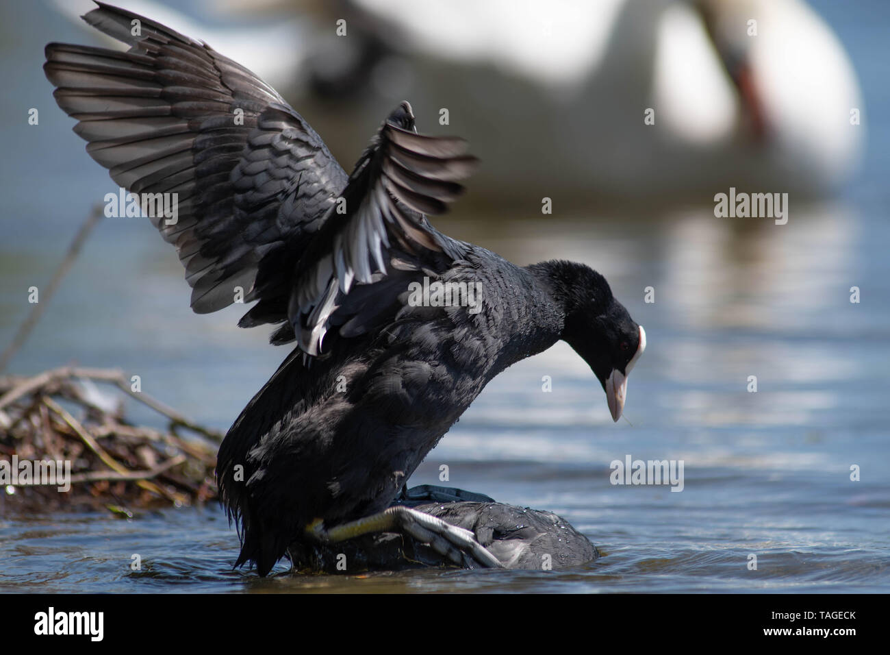 Coots mating in urban canal Stock Photo - Alamy