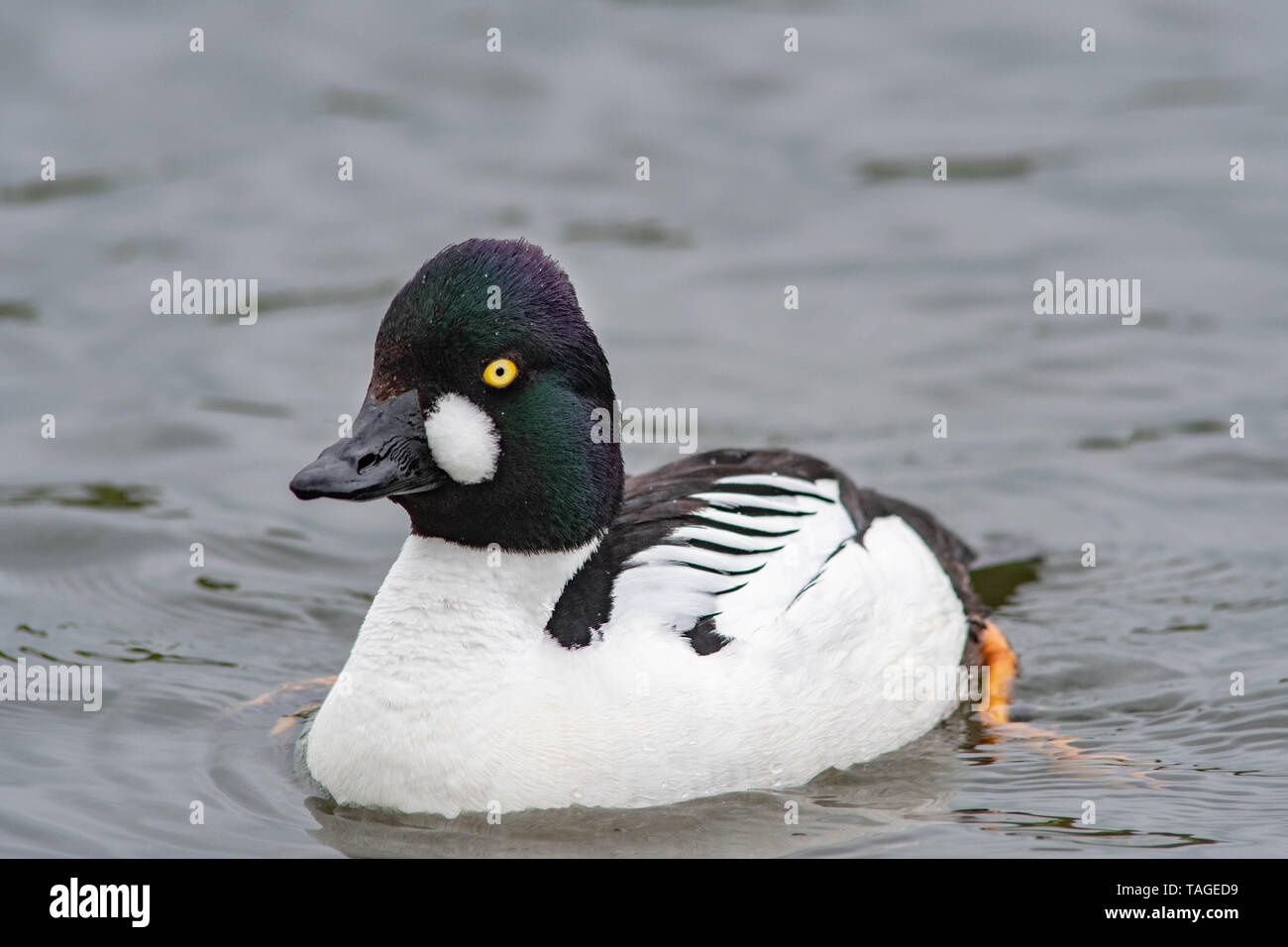 Male goldeneye hi-res stock photography and images - Alamy