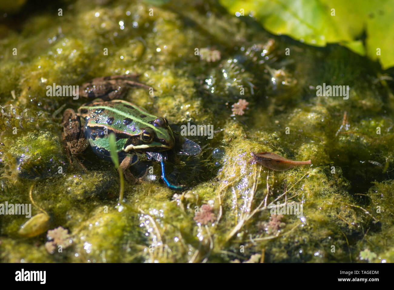 Pool frog eating damselfly Stock Photo - Alamy