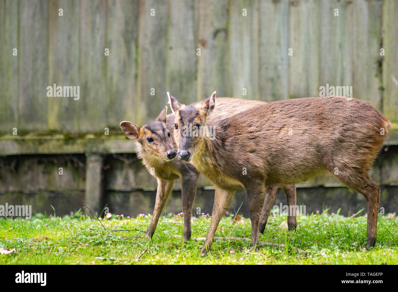 Muntjac mother and fawn Stock Photo - Alamy