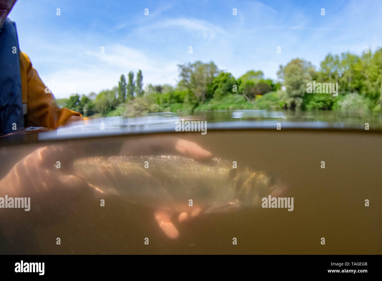 Twaite shad severn hi-res stock photography and images - Alamy