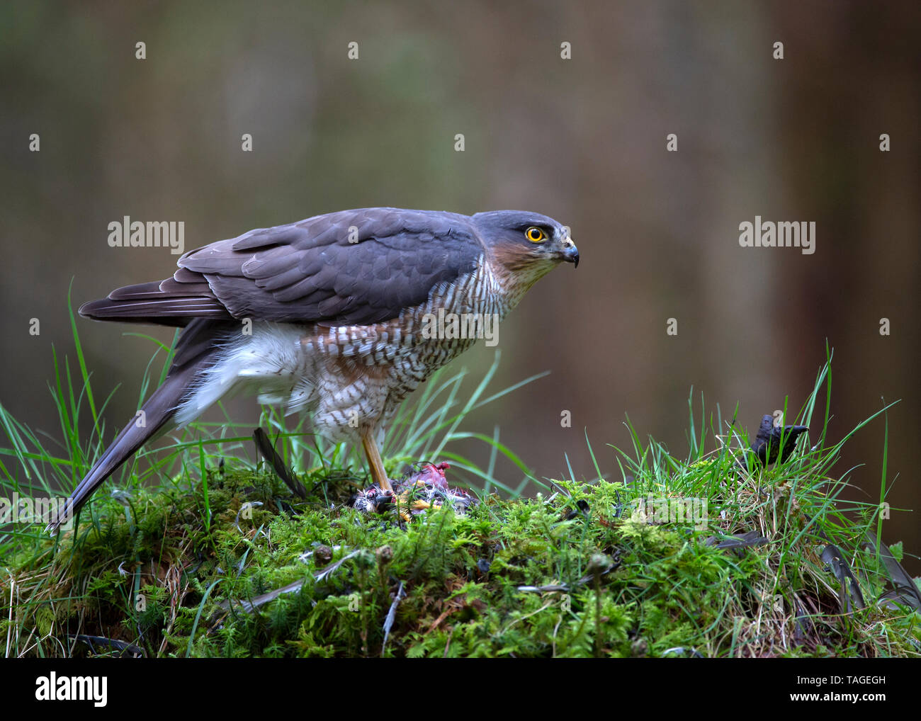 Sparrowhawk at plucking post, Dumfries, Scotland Stock Photo - Alamy