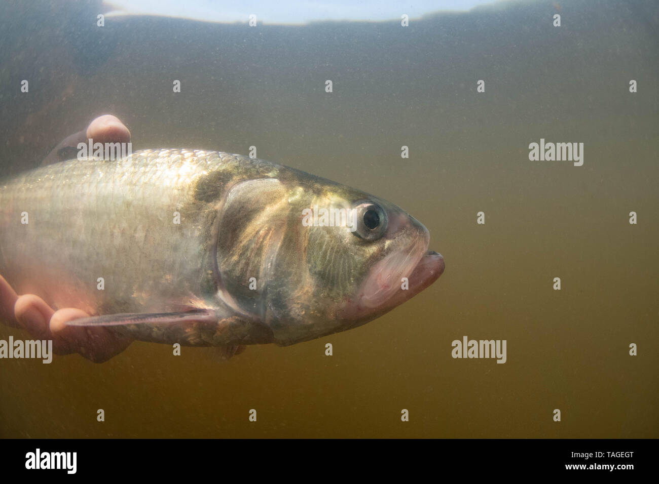 Rare twaite shad being released in the river severn Stock Photo - Alamy