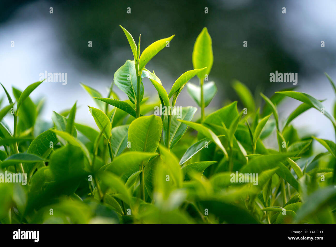 Tea leaves at a plantation in the beams of sunlight. Background natural ...