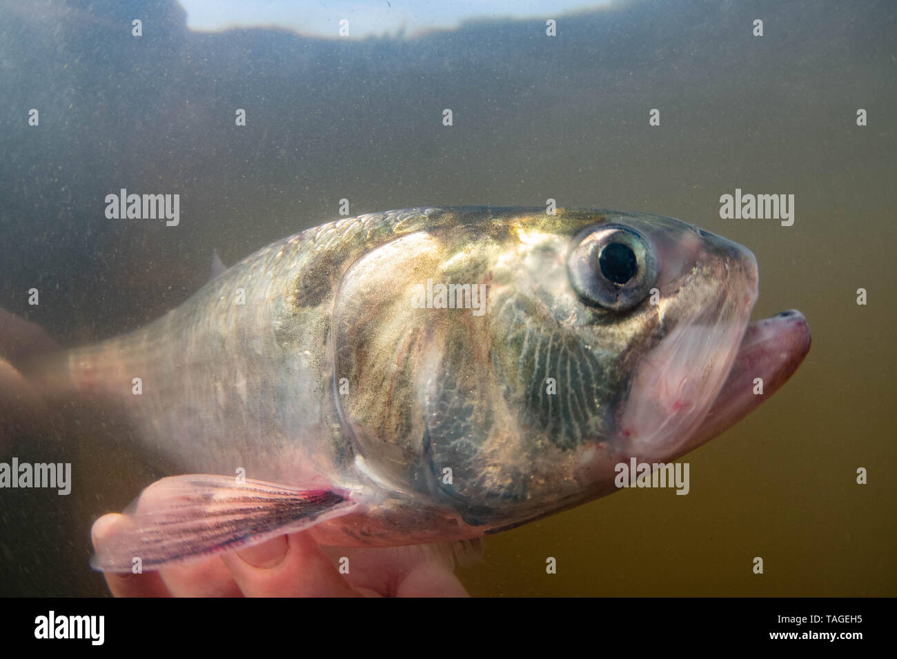 Rare twaite shad being released in the river severn Stock Photo - Alamy