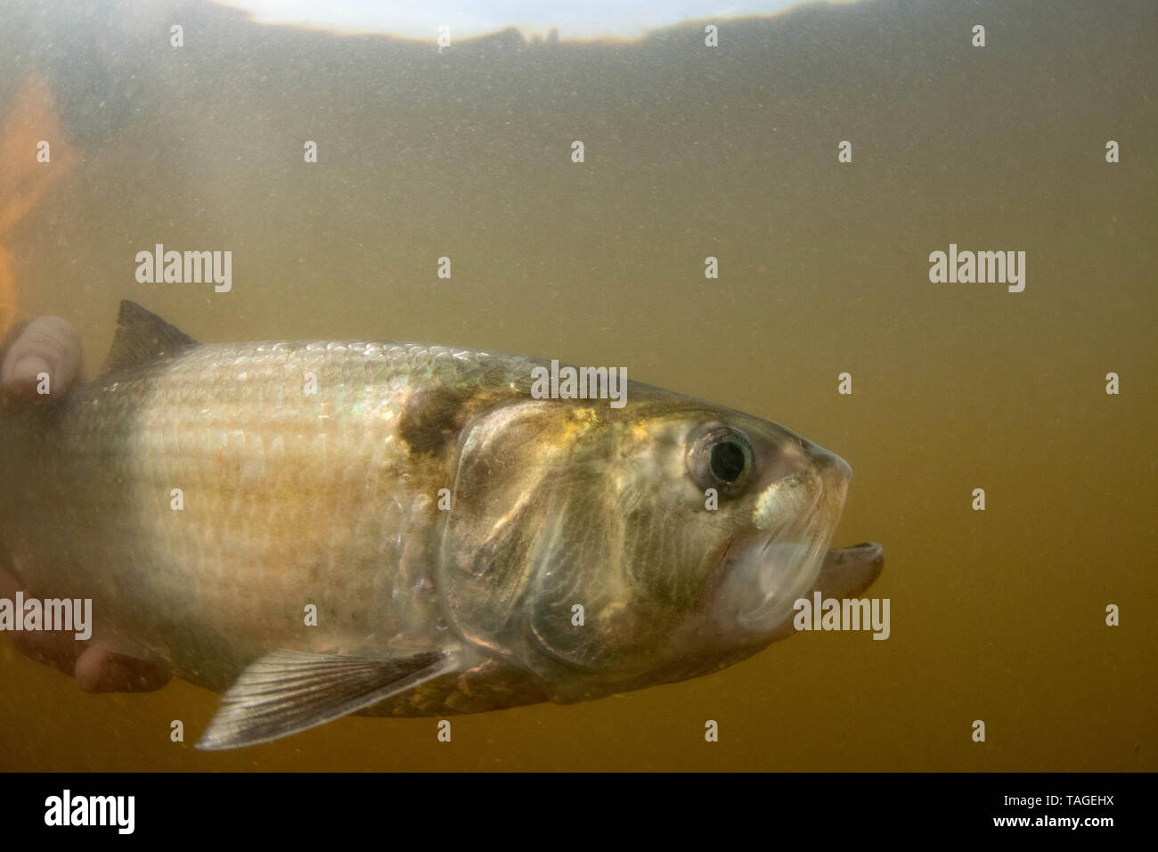 Rare twaite shad being released in the river severn Stock Photo - Alamy