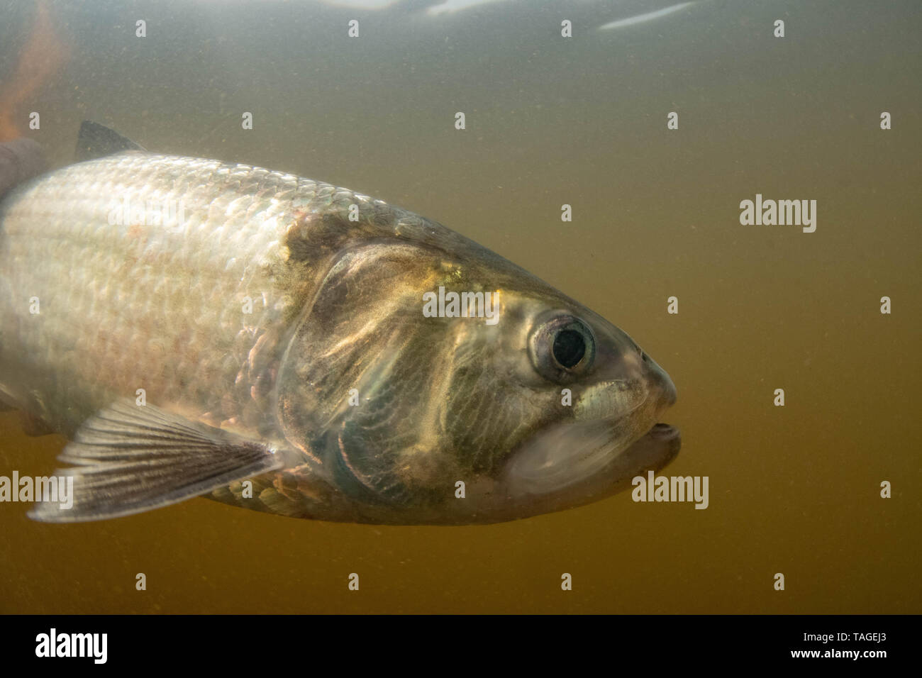 Rare twaite shad being released in the river severn Stock Photo - Alamy