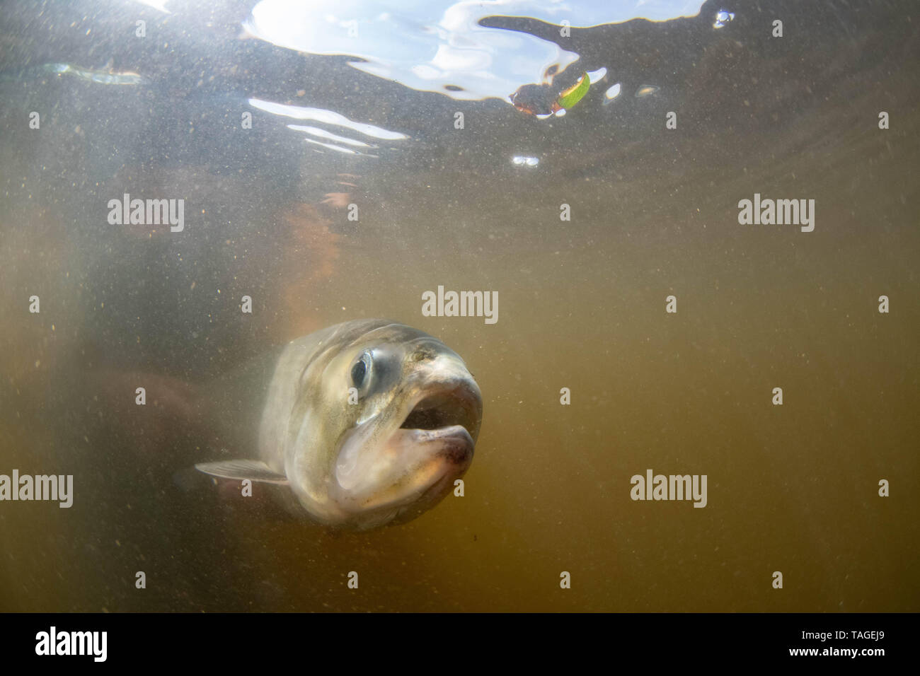 Rare twaite shad being released in the river severn Stock Photo - Alamy