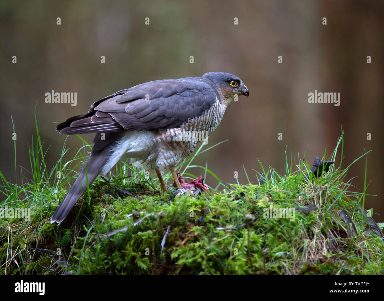 Sparrowhawk photograph hi-res stock photography and images - Alamy