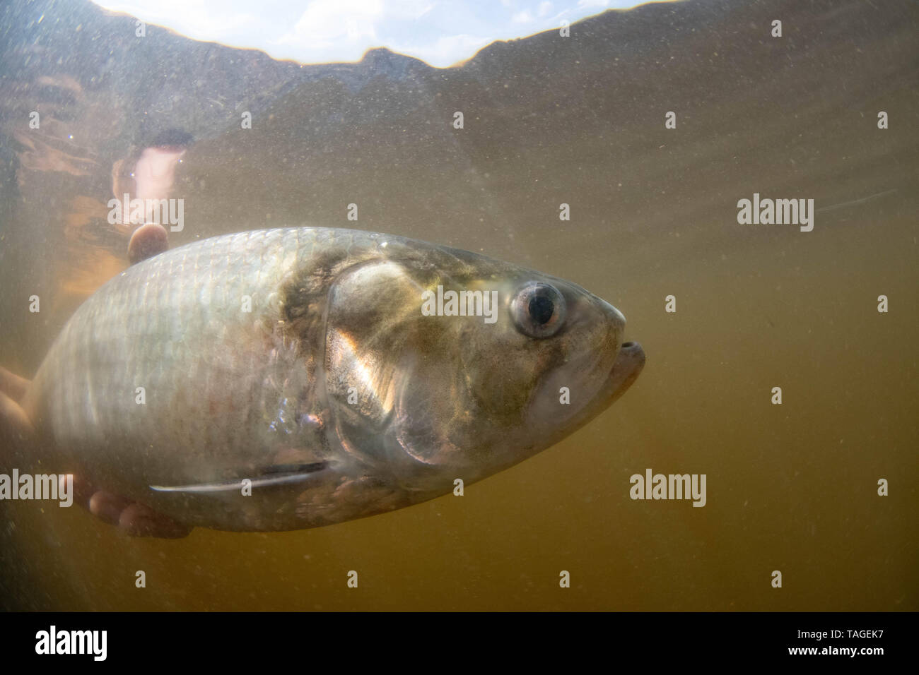 Rare twaite shad being released in the river severn Stock Photo - Alamy