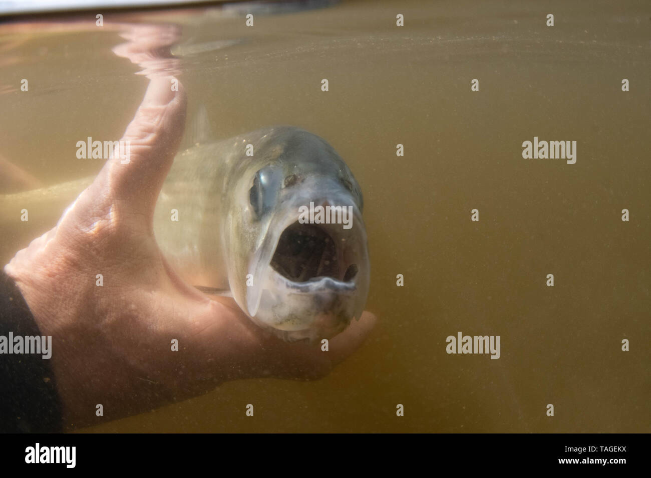 Rare twaite shad being released in the river severn Stock Photo - Alamy