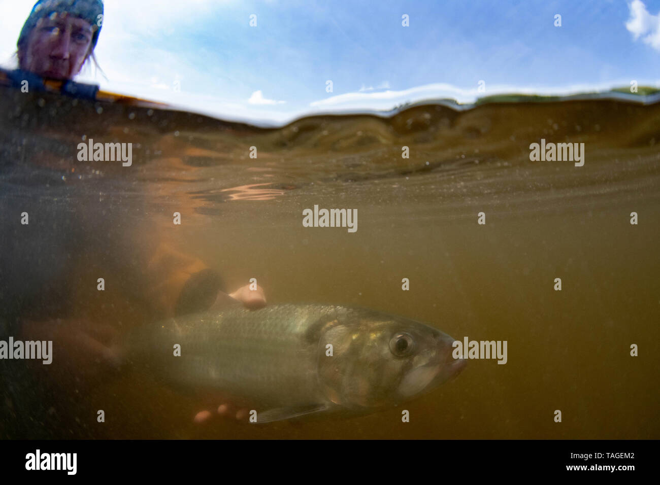 Rare twaite shad being released in the river severn Stock Photo - Alamy