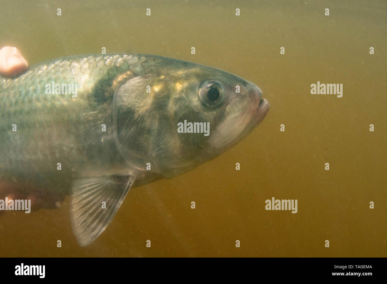 Twaite hi-res stock photography and images - Alamy