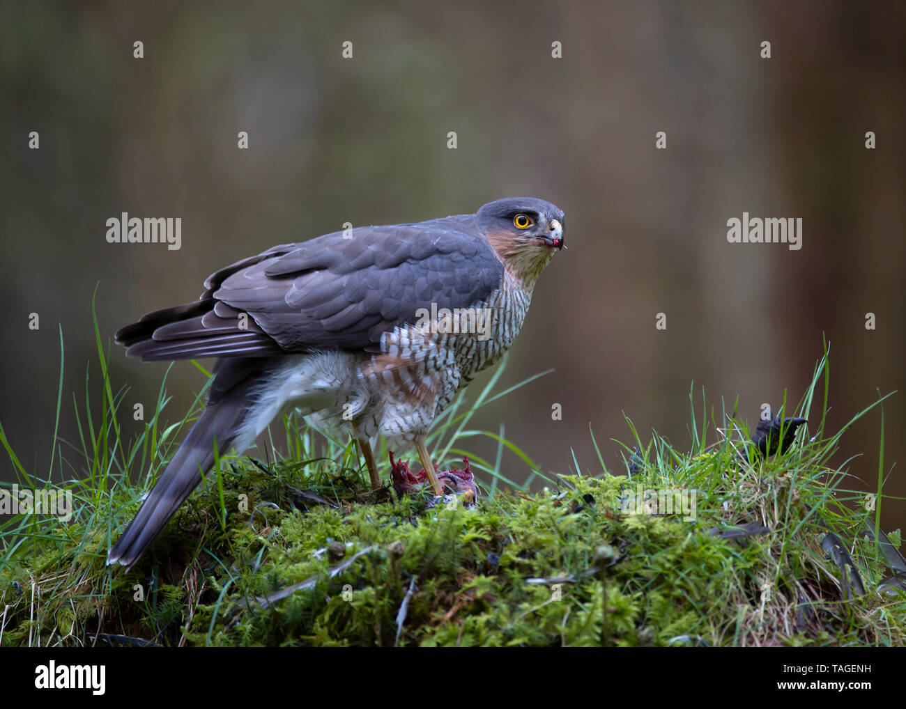 Sparrowhawk at plucking post, Dumfries, Scotland Stock Photo - Alamy