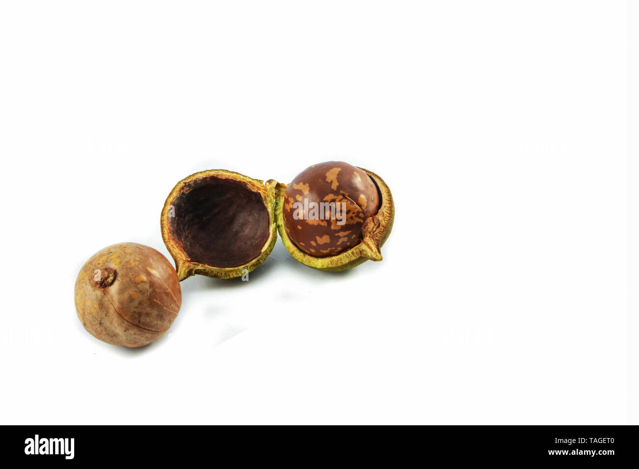 Organic macadamia nuts isolated on white background - King of nuts ...