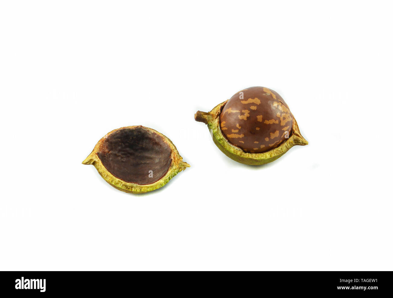 Organic macadamia nuts isolated on white background - King of nuts ...