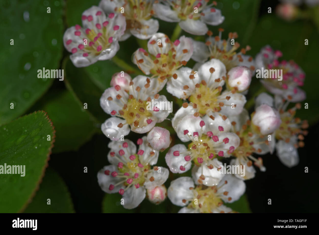 Aronia melanocarpa white flowers hi-res stock photography and images ...