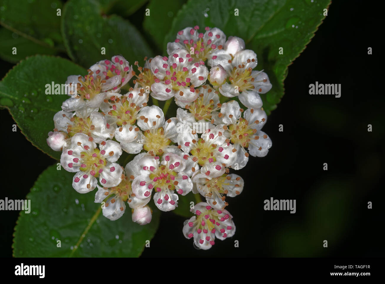 Aronia melanocarpa white flowers hi-res stock photography and images ...