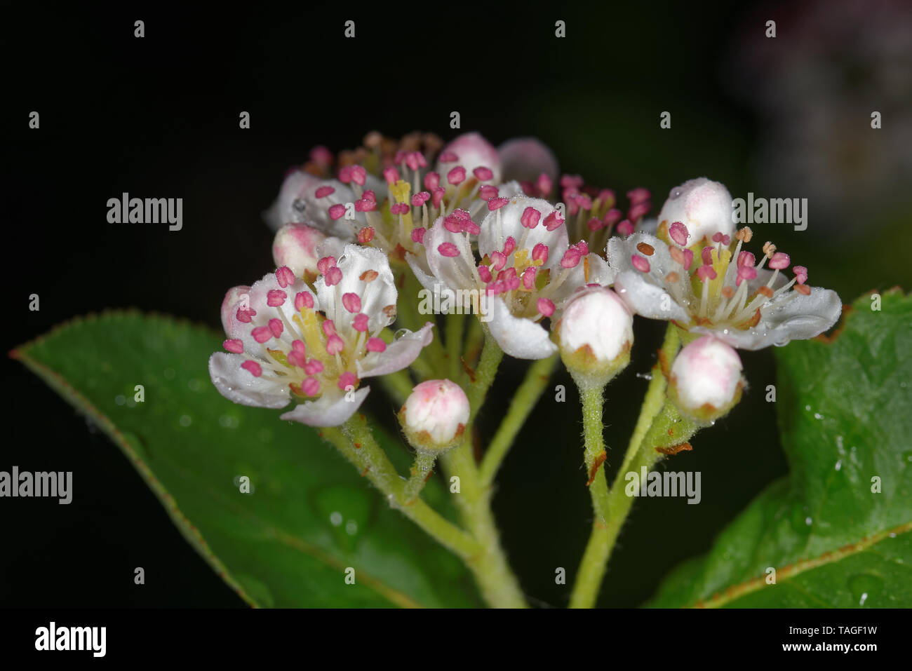 White flowers of an Aronia melanocarpa tree Stock Photo - Alamy