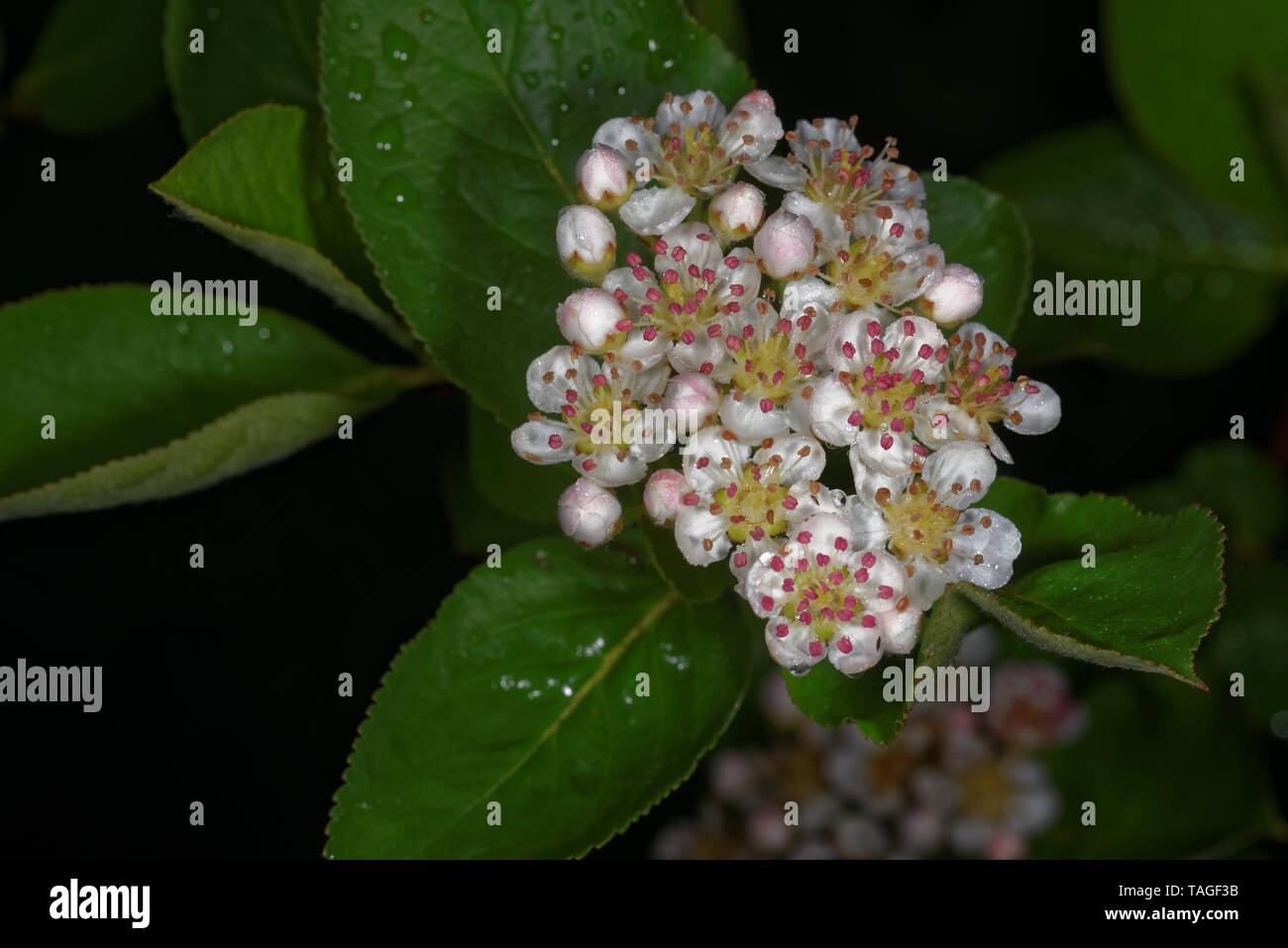 White flowers of an Aronia melanocarpa tree Stock Photo - Alamy